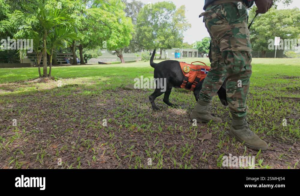 Rescue dog training: Outstanding Labrador in urban rescue operations ...