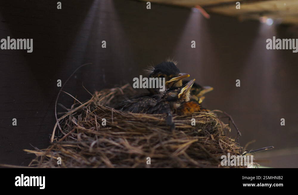 Robin bird birds Stock Videos & Footage - HD and 4K Video Clips - Alamy