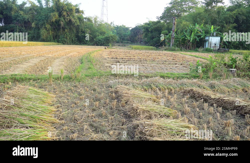 harvesting of paddy rice crop in indian village farm Stock Video ...