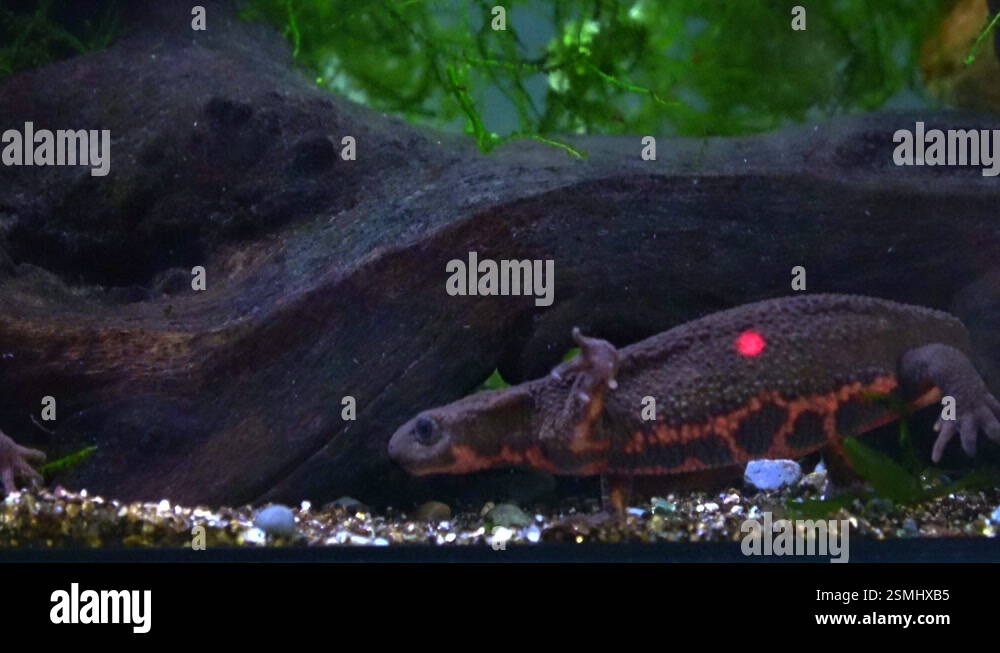 Two Japanese fire bellied newts fighting underwater. Cynops ...