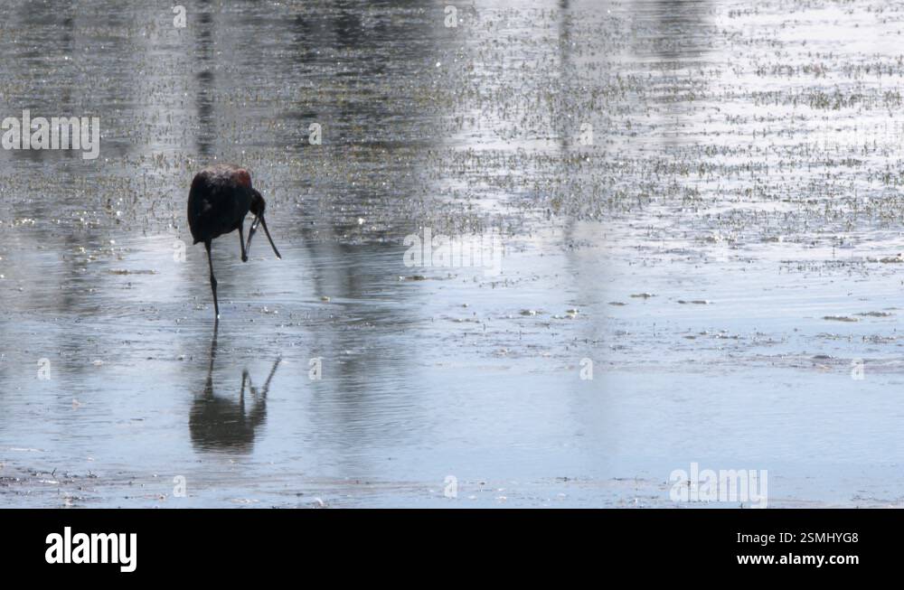 Curved bill bird Stock Videos & Footage - HD and 4K Video Clips - Alamy