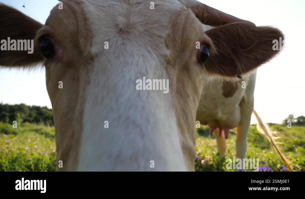 Portrait of curious cow looks into camera sniffing it with a big wet ...