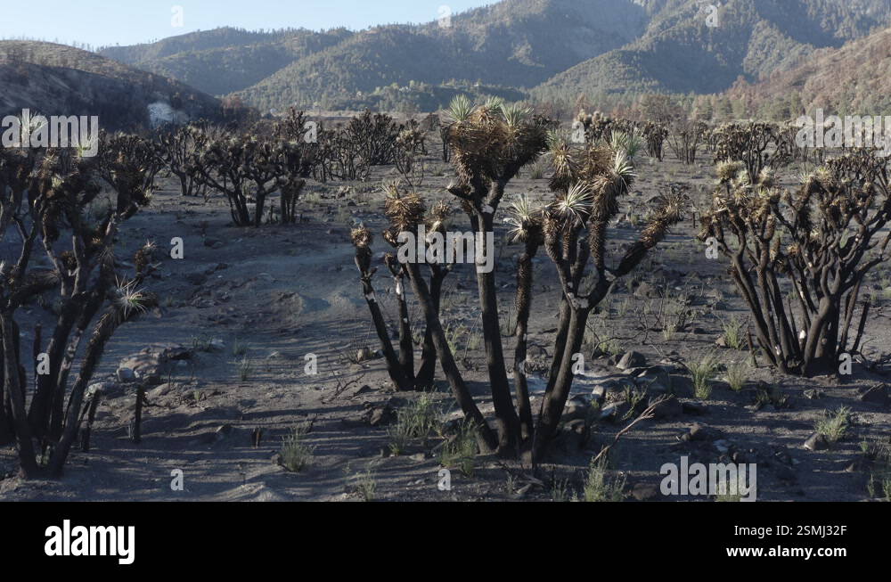 Drone moves around burned Joshua trees in national forest park with ...