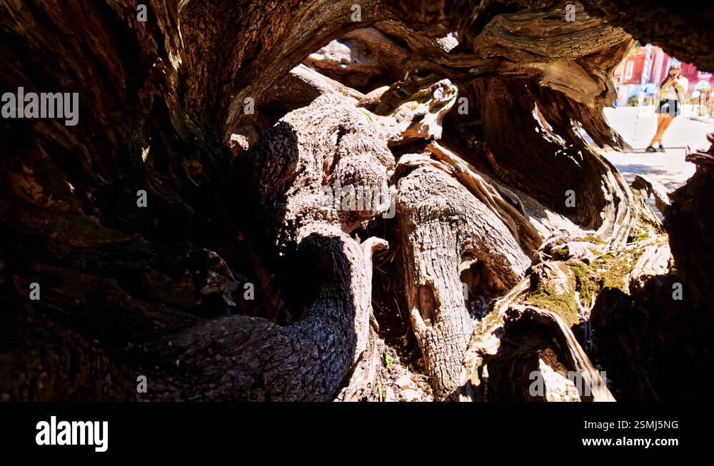 Gnarly tree Stock Videos & Footage - HD and 4K Video Clips - Alamy
