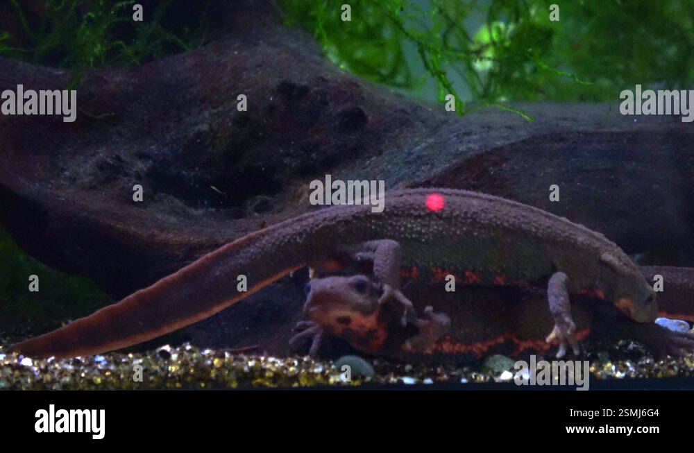 Two Japanese fire bellied newts fighting underwater. Cynops ...