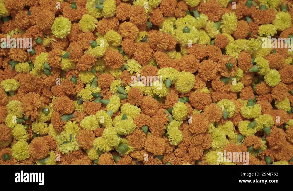 Meri meri Stock Videos & Footage - HD and 4K Video Clips - Alamy