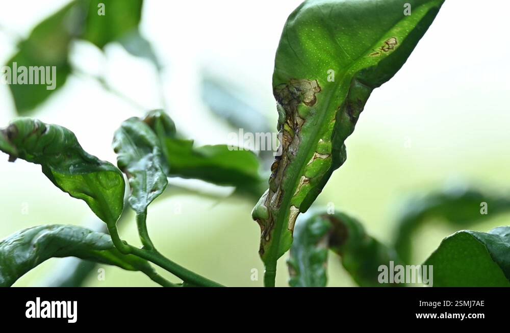 Lemon leaf disease Stock Videos & Footage - HD and 4K Video Clips - Alamy