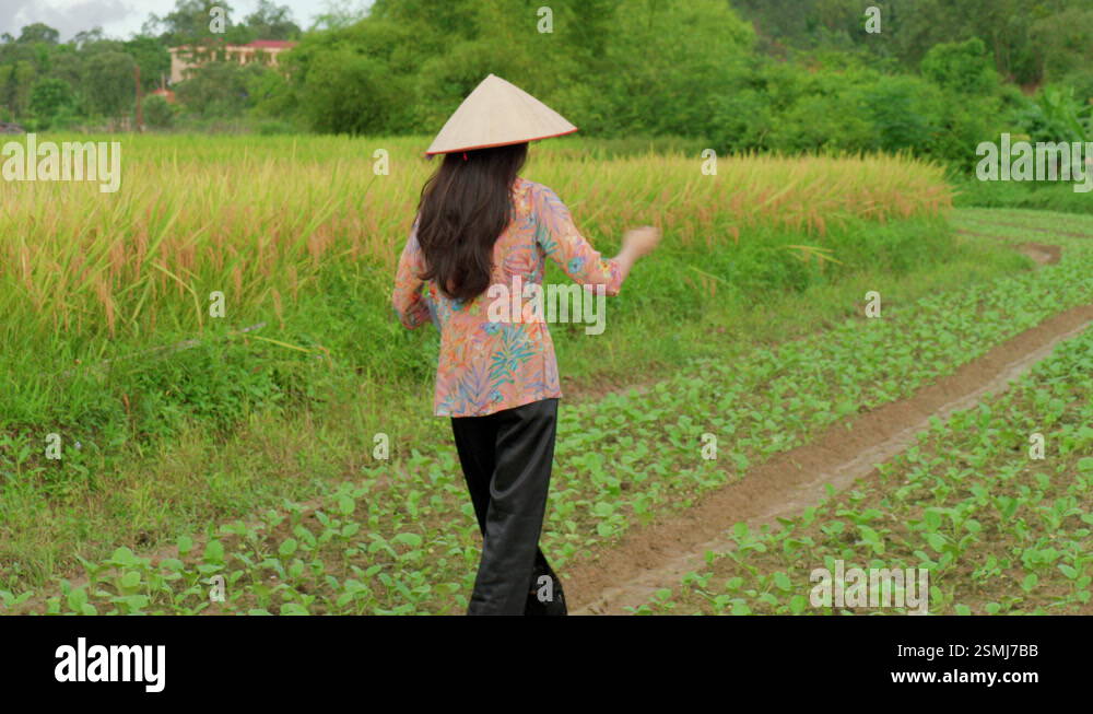 Farming for rice Stock Videos & Footage - HD and 4K Video Clips - Alamy