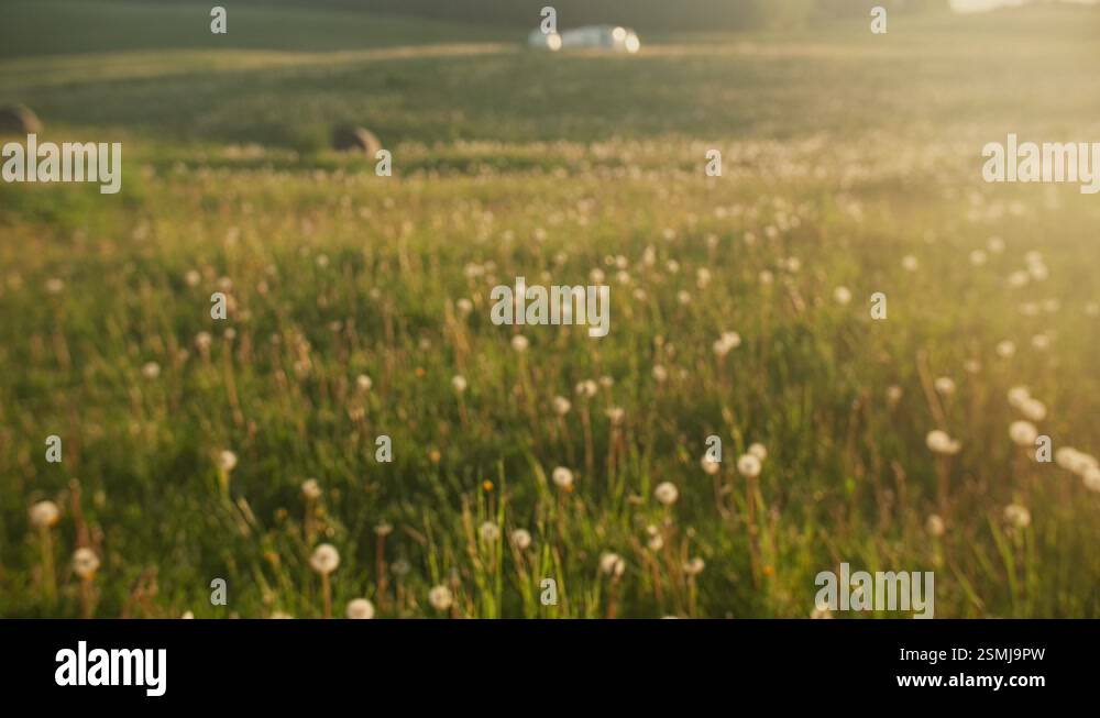 Dandelion wishes Stock Videos & Footage - HD and 4K Video Clips - Alamy