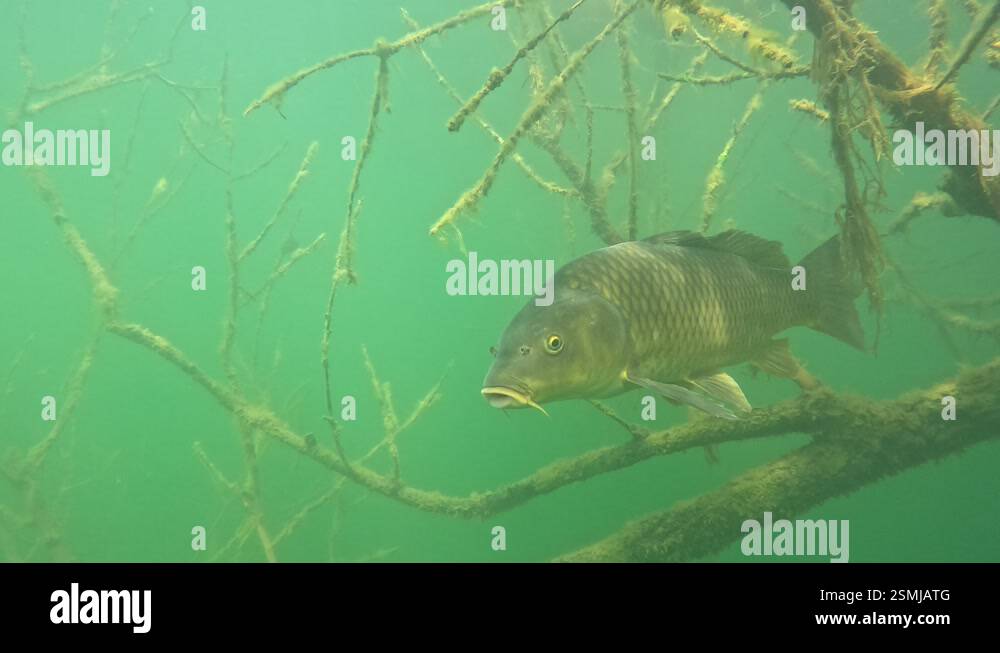 A common carp (Cyprinus carpio) swims through a submerged tree Stock ...
