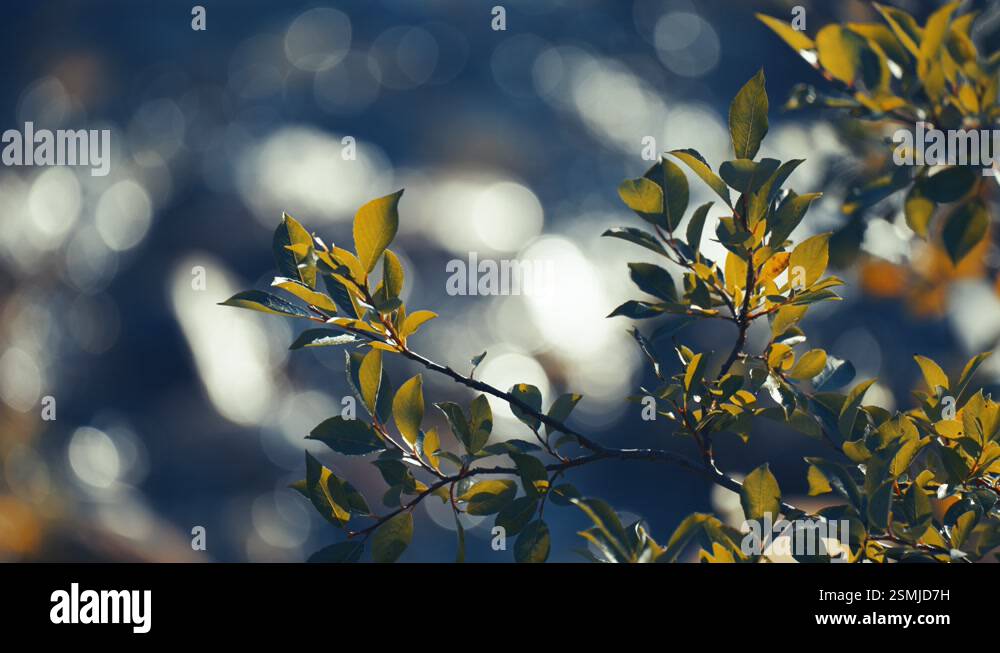 Delicate tree branch Stock Videos & Footage - HD and 4K Video Clips - Alamy