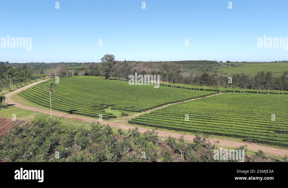 Plantationtransition Stock Videos & Footage - HD and 4K Video Clips - Alamy