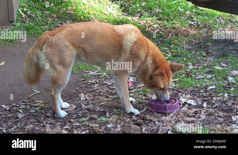 Dingo canis familiaris australia Stock Videos & Footage - HD and 4K ...