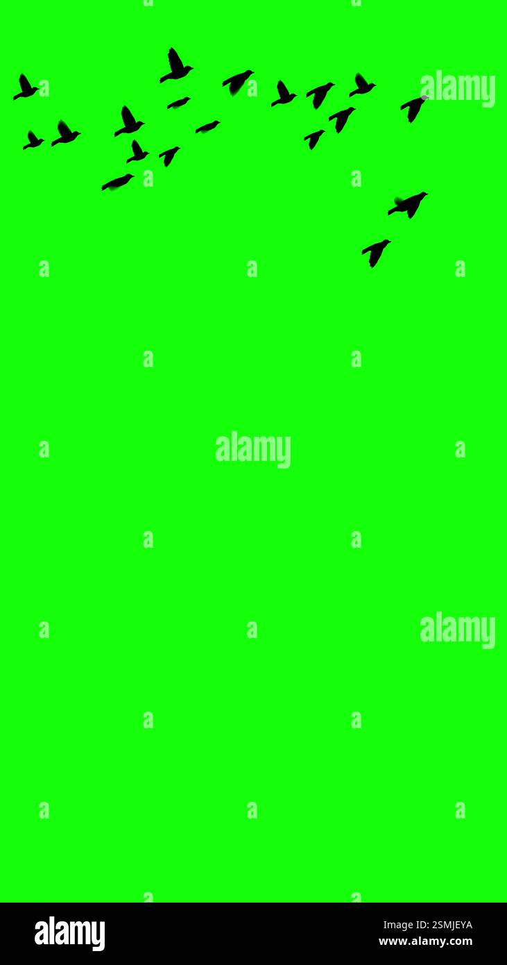 Flying birds vertical motion graphics with green screen background ...
