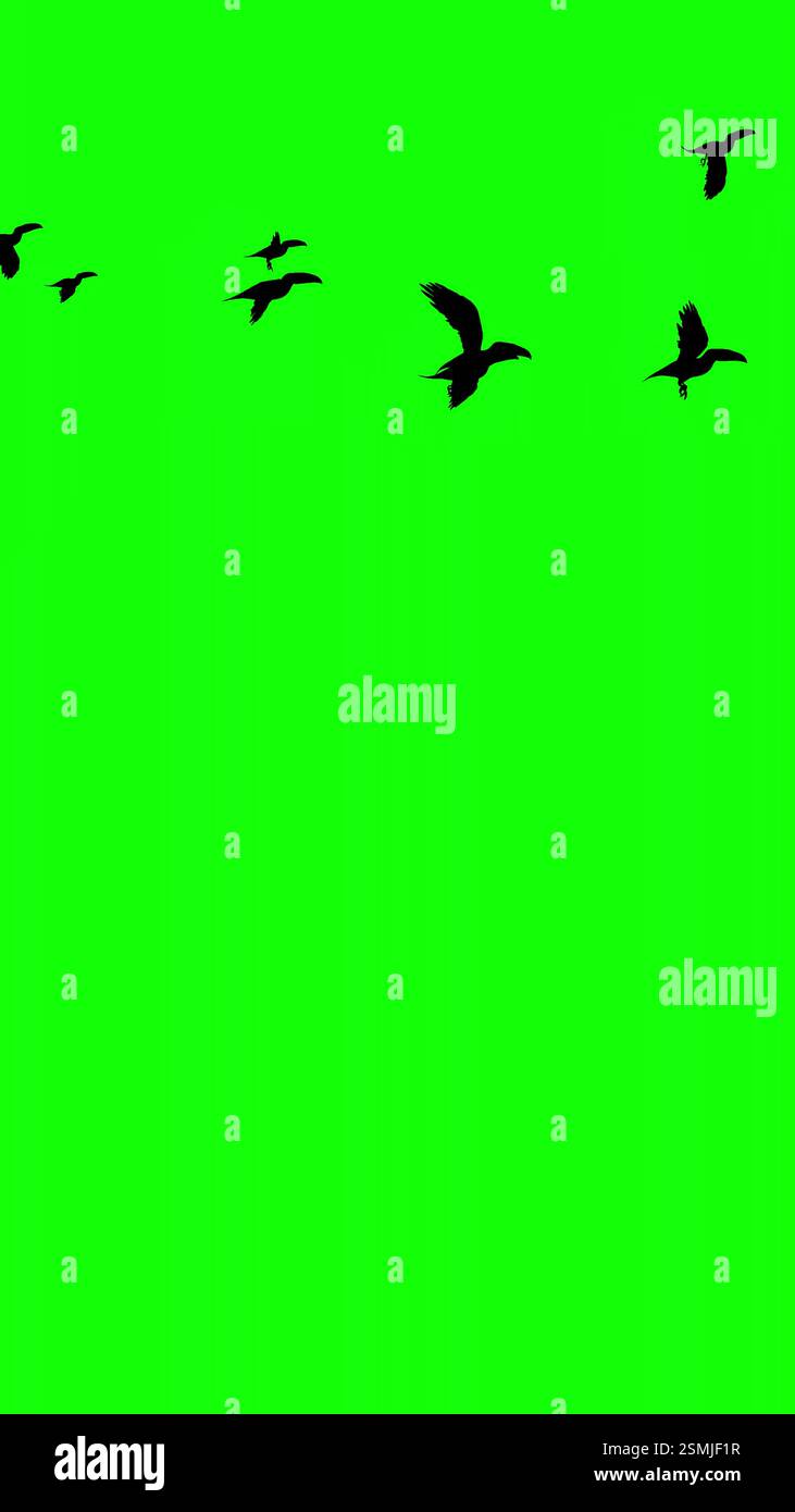 Flying birds vertical motion graphics with green screen background ...