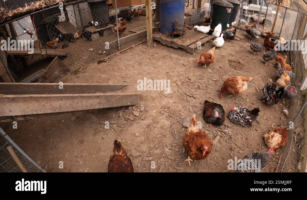 Hens rooster Stock Videos & Footage - HD and 4K Video Clips - Alamy