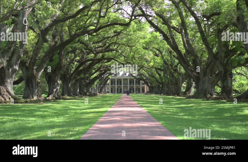 Oak alley plantation in Stock Videos & Footage - HD and 4K Video Clips ...