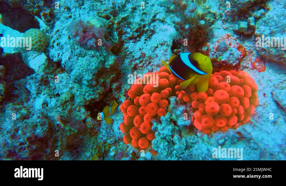 Clown Fish oer unique Red Anemones by the Coral Reef of The Red Sea of ...