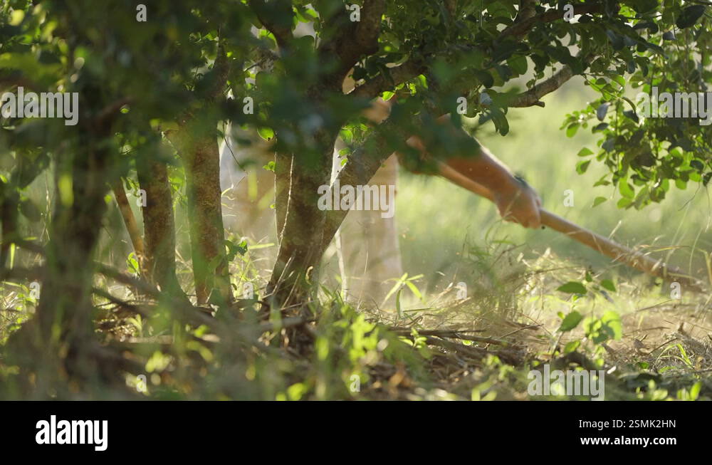 Farm worker pruning weeds with scythe on Yerba Mate farmland Stock ...