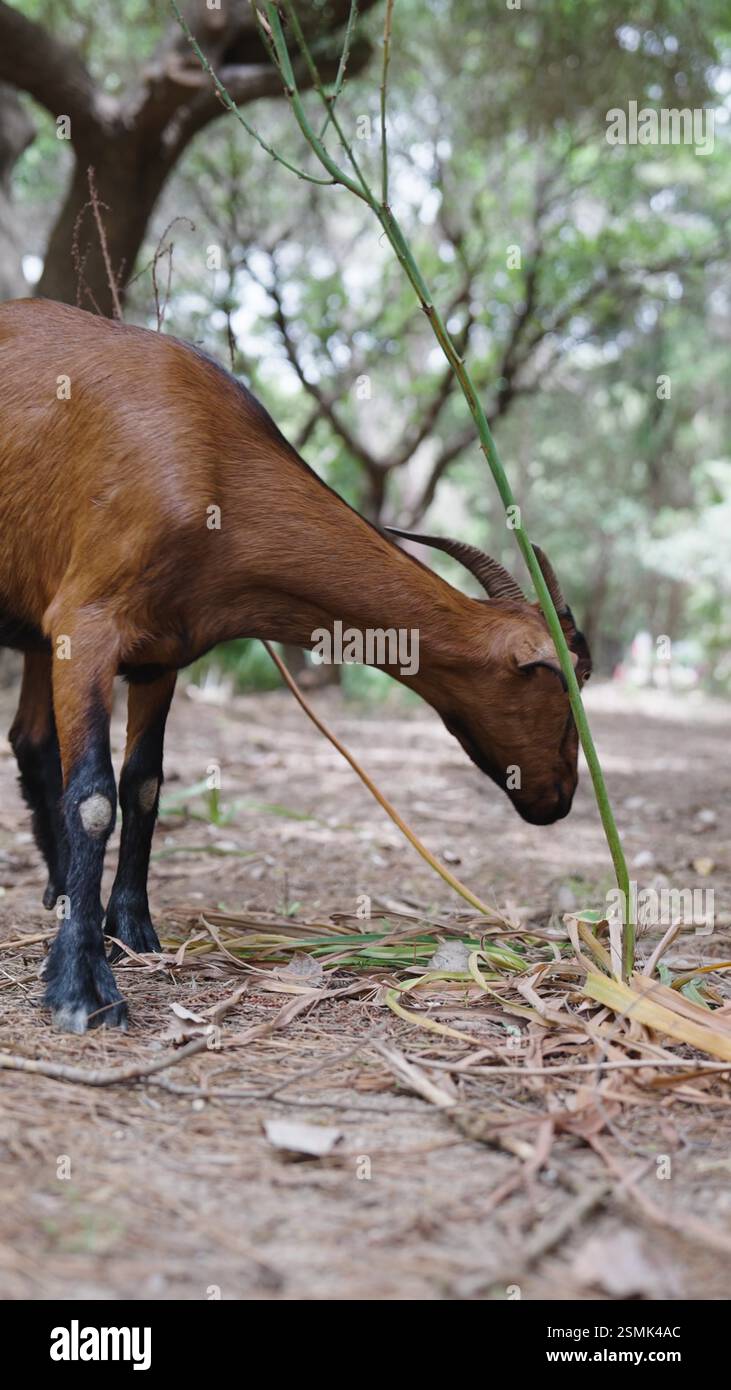 Vertical horns Stock Videos & Footage - HD and 4K Video Clips - Alamy