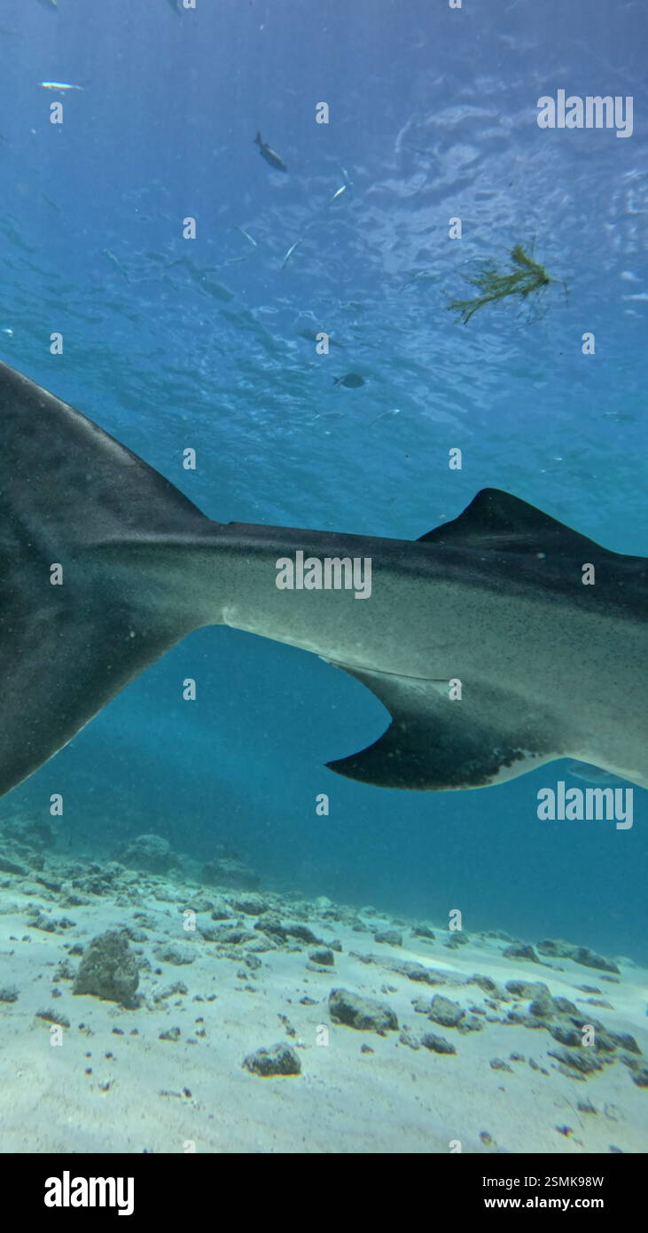 Close-up of the back fin of a huge tiger shark swimming underwater deep ...