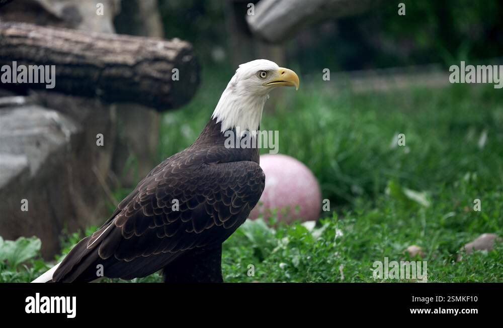 Bald eagle stands on ground as it turns head for magnificient profile ...