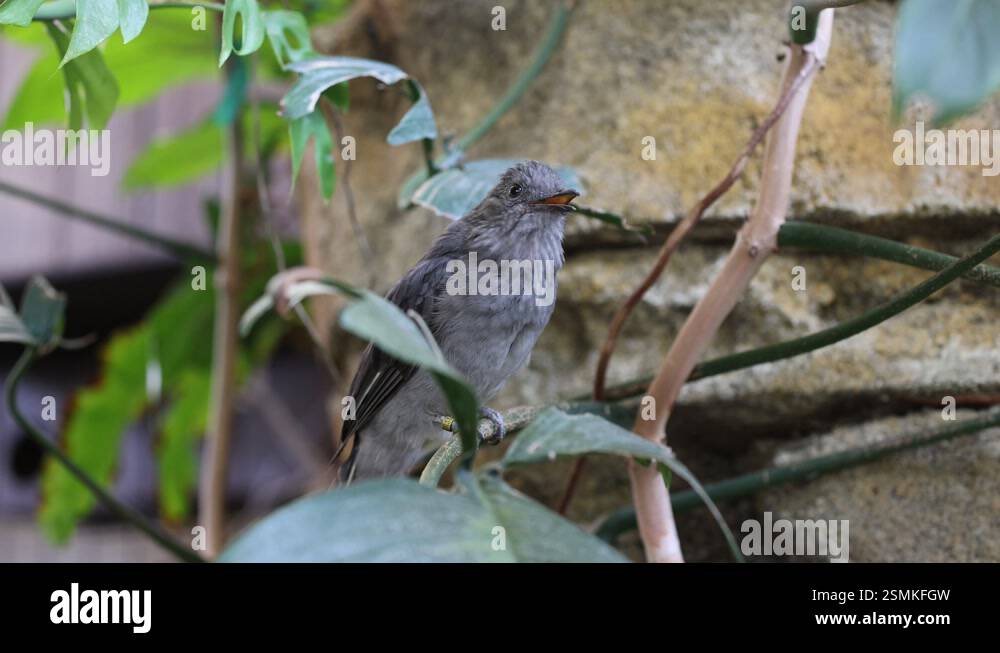 Marking of territory Stock Videos & Footage - HD and 4K Video Clips - Alamy