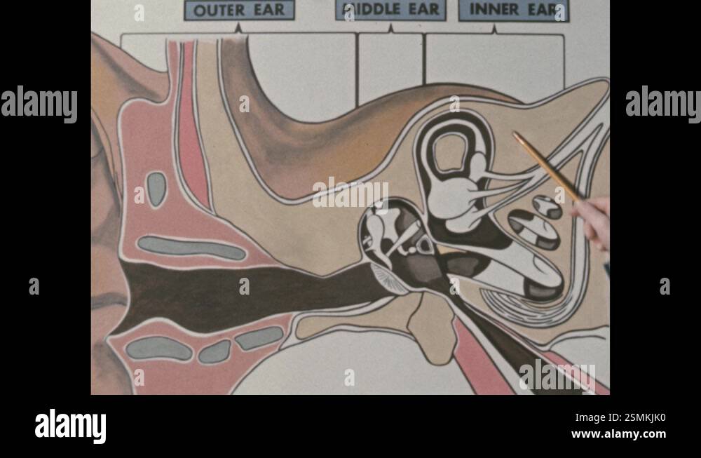 Diagram human ear anatomy Stock Videos & Footage - HD and 4K Video ...