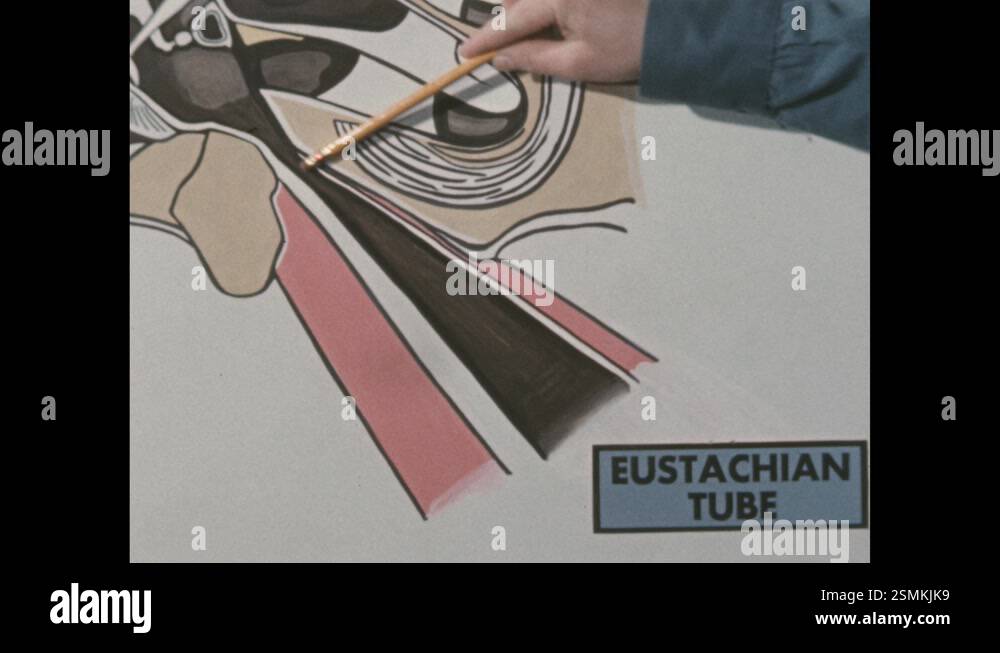 1940s: A diagram of the Eustachian tube, labeled and drawn in black and ...