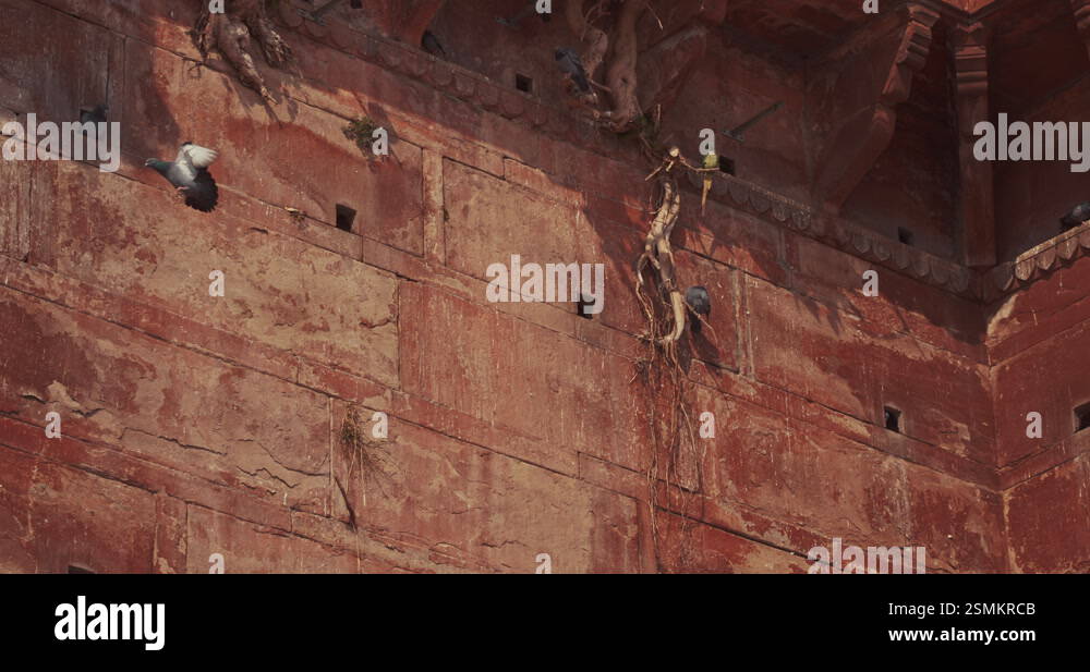 Varanasi, Uttar Pradesh, India. Doves take off from old red wall Chet ...