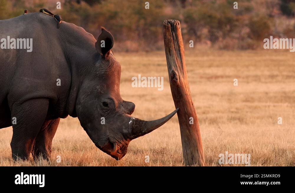 Symbiotic teamwork Stock Videos & Footage - HD and 4K Video Clips - Alamy