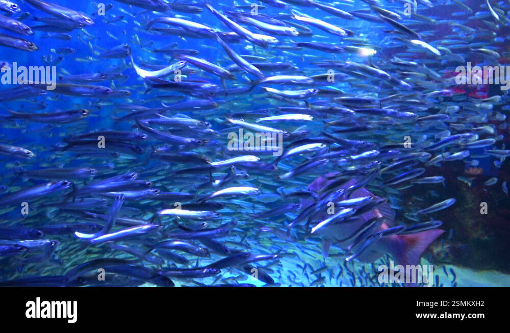 Schools of Japanese anchovy fish, Engraulis japonicus, swimming ...