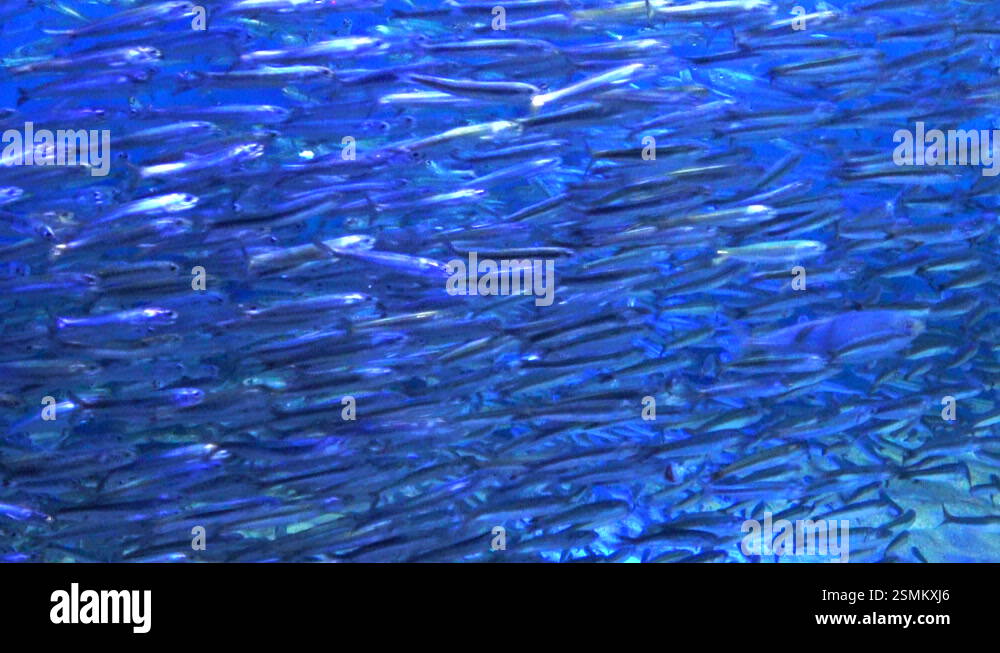 Schools of Japanese anchovy fish, Engraulis japonicus, swimming ...