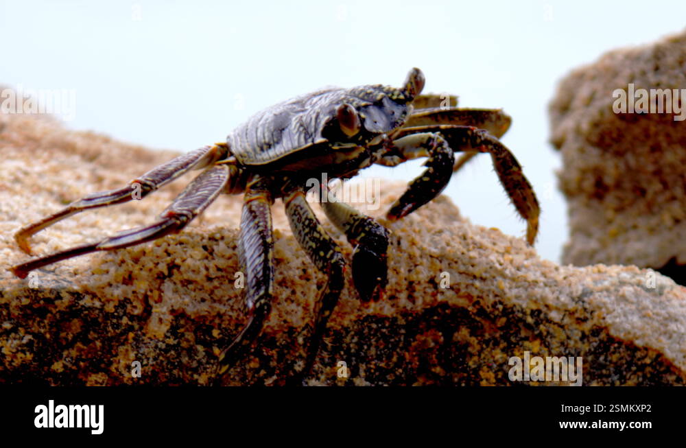 Rock outcrops habitat Stock Videos & Footage - HD and 4K Video Clips ...