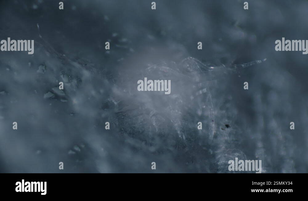 Wool fibres science Stock Videos & Footage - HD and 4K Video Clips - Alamy