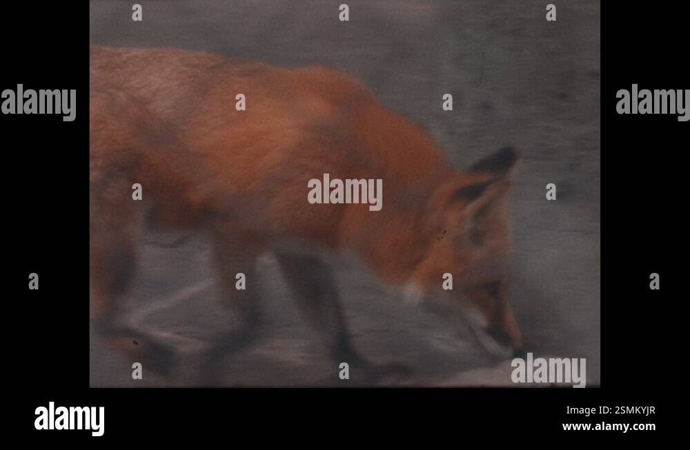 Fox behavior Stock Videos & Footage - HD and 4K Video Clips - Alamy