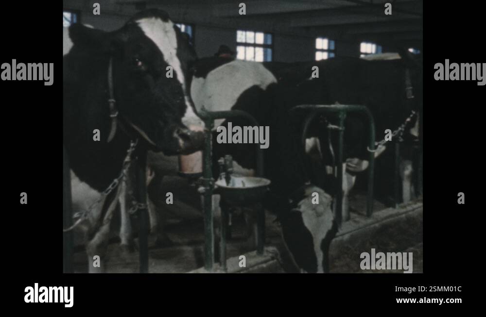 Traditional dairy farming Stock Videos & Footage - HD and 4K Video ...
