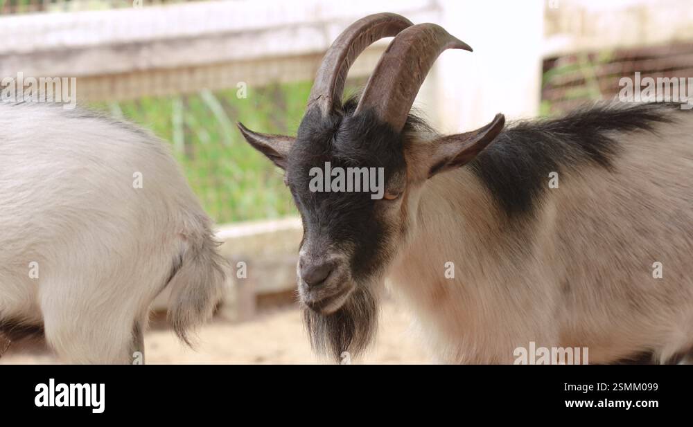 The African Pygmy Goat is the world's smallest goat breed Stock Video ...