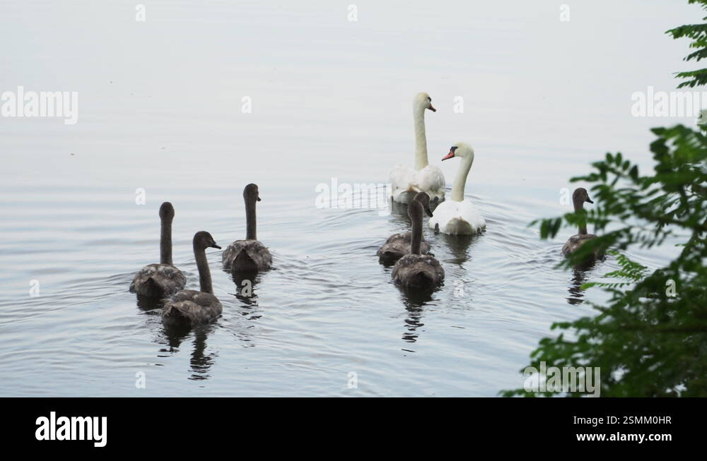 Eight birds Stock Videos & Footage - HD and 4K Video Clips - Alamy