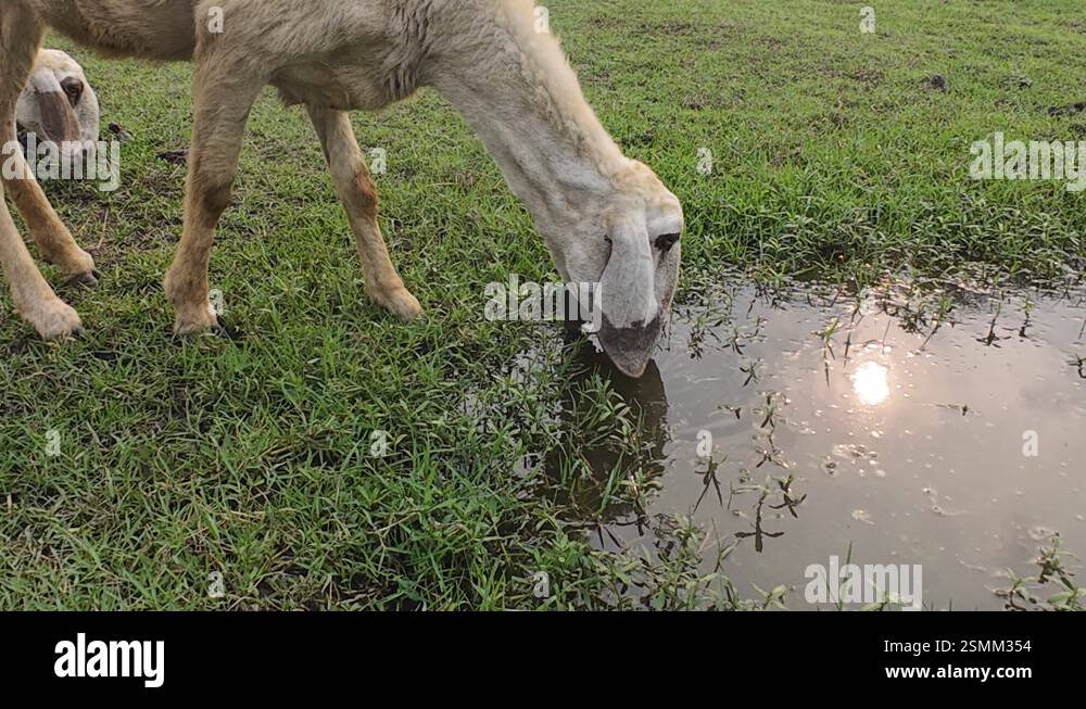 Serene scene water source Stock Videos & Footage - HD and 4K Video ...