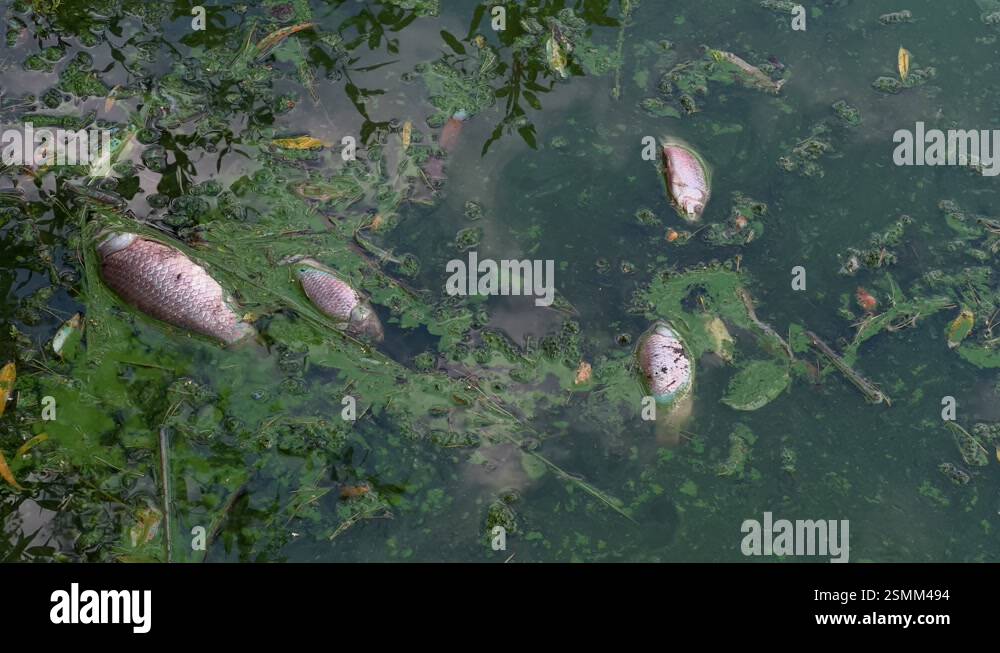 Environmental Disaster: Massive Fish Die-Off in Polluted Waters | Toxic ...