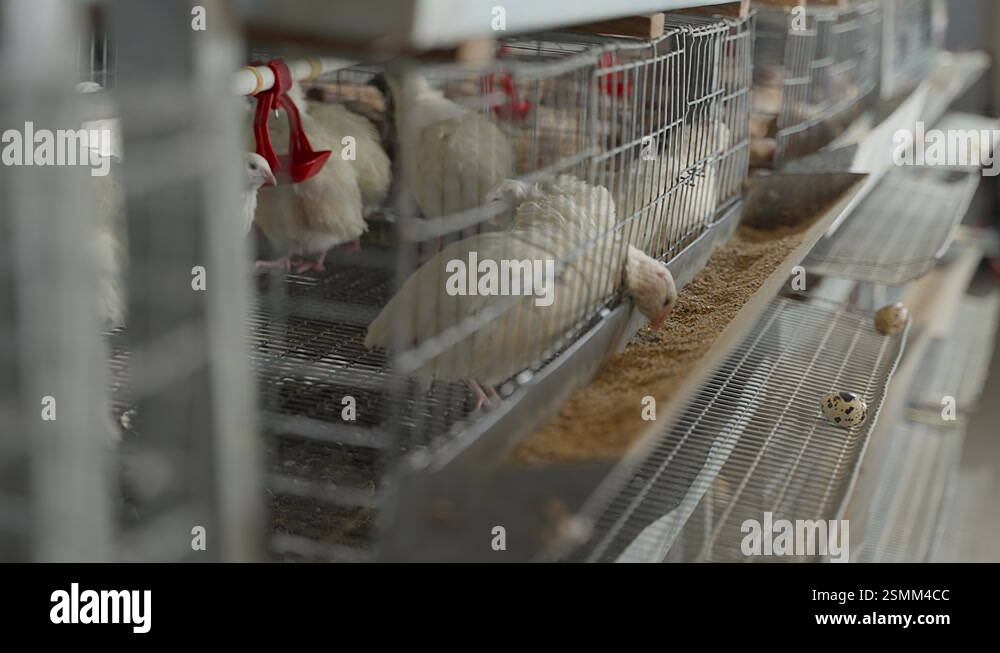 Feeding farm birds with grains inside the poultry food production ...