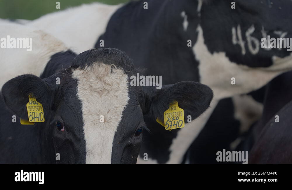 Cattle Cow farm animals with yellow ear tags and numbers on faces walk ...
