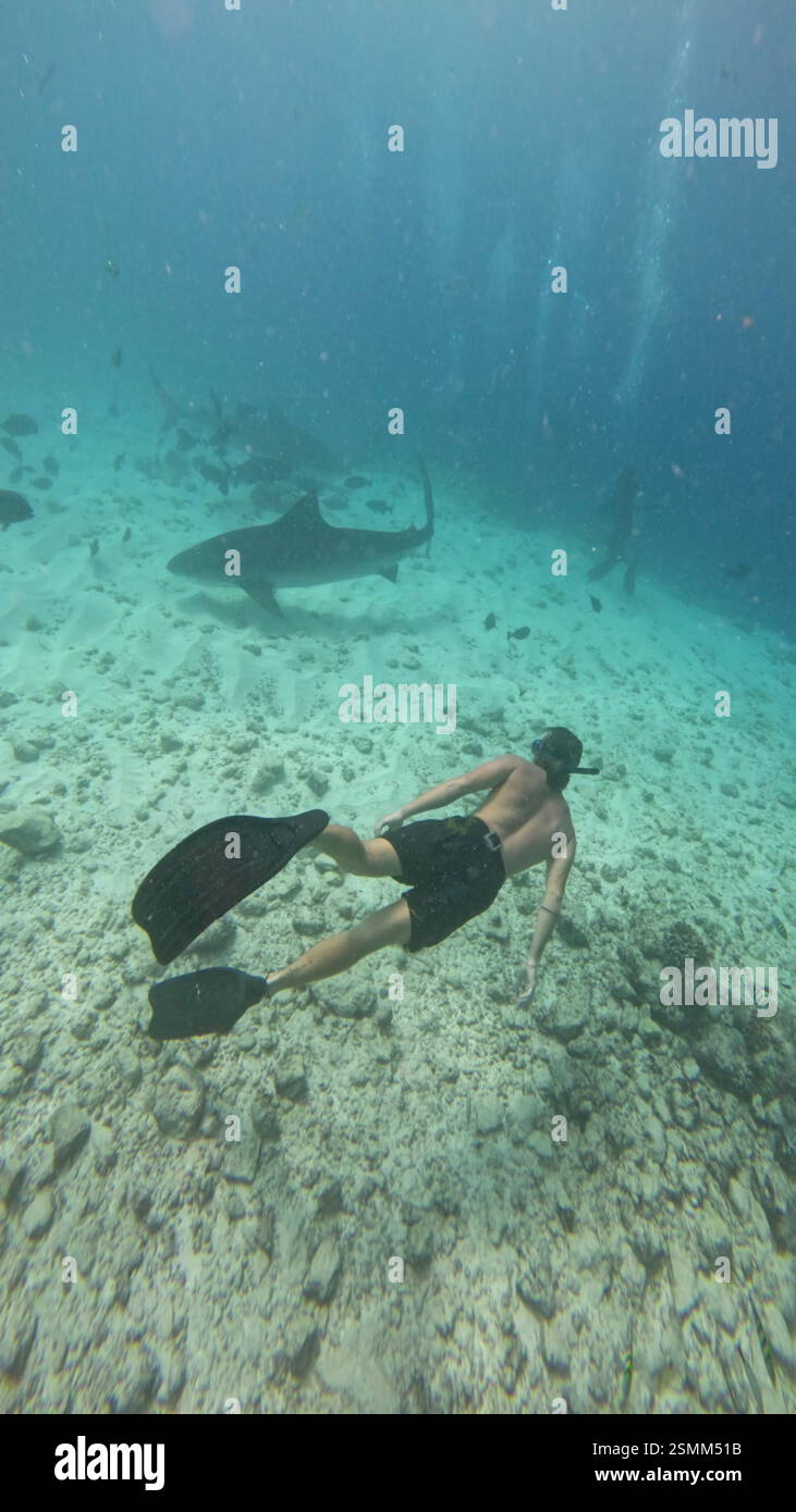 Brave male diver swimming with tiger sharks deep in the ocean Stock ...