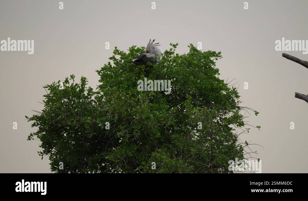 Secretary bird nesting at the top of a leafy green tree in the African ...