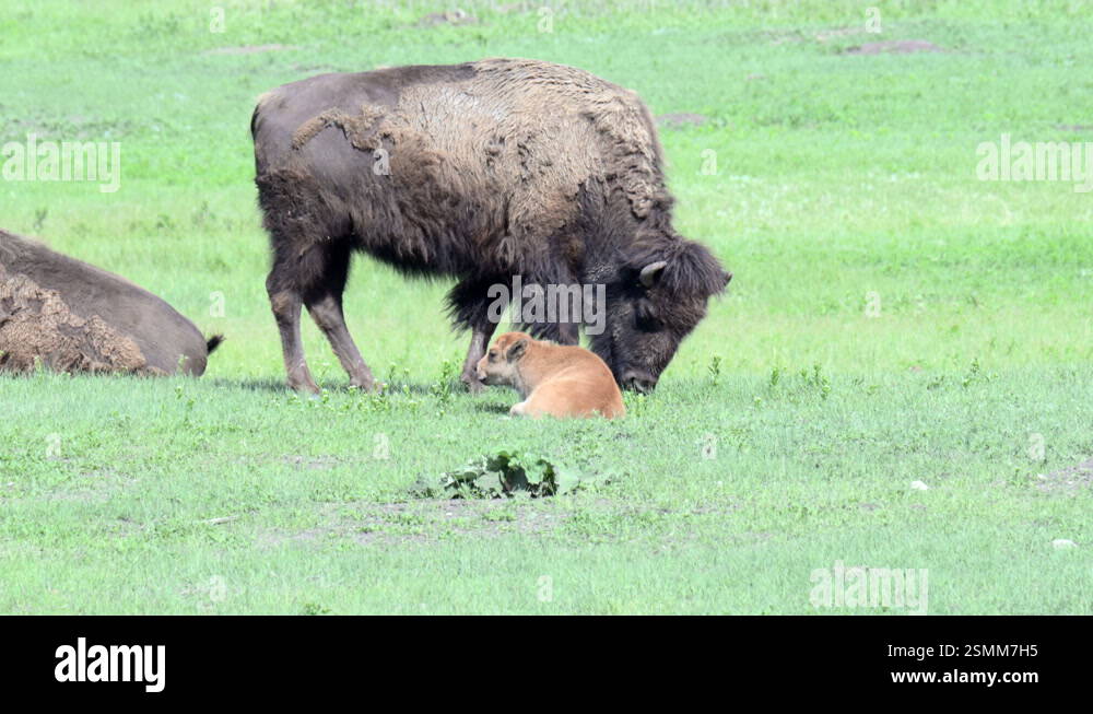 American bison buffalo bison bison female cow Stock Videos & Footage ...