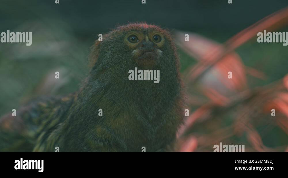 Marmoset enclosure Stock Videos & Footage - HD and 4K Video Clips - Alamy