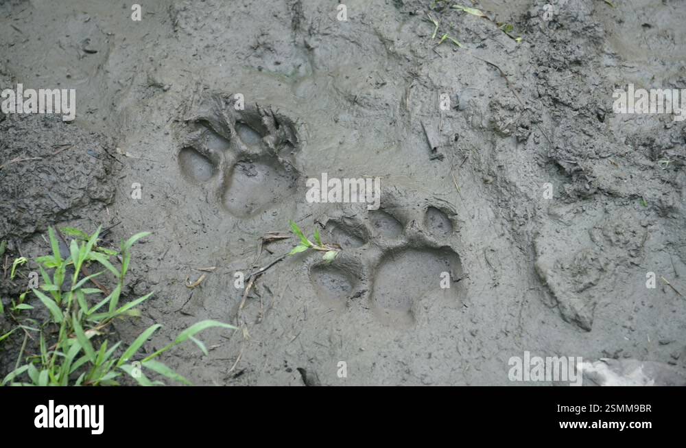 Tiger footprints Stock Videos & Footage - HD and 4K Video Clips - Alamy