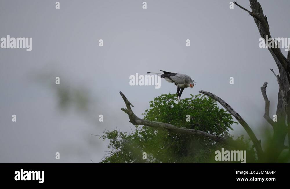 Secretary bird nesting at the top of a leafy green tree with a blurred ...