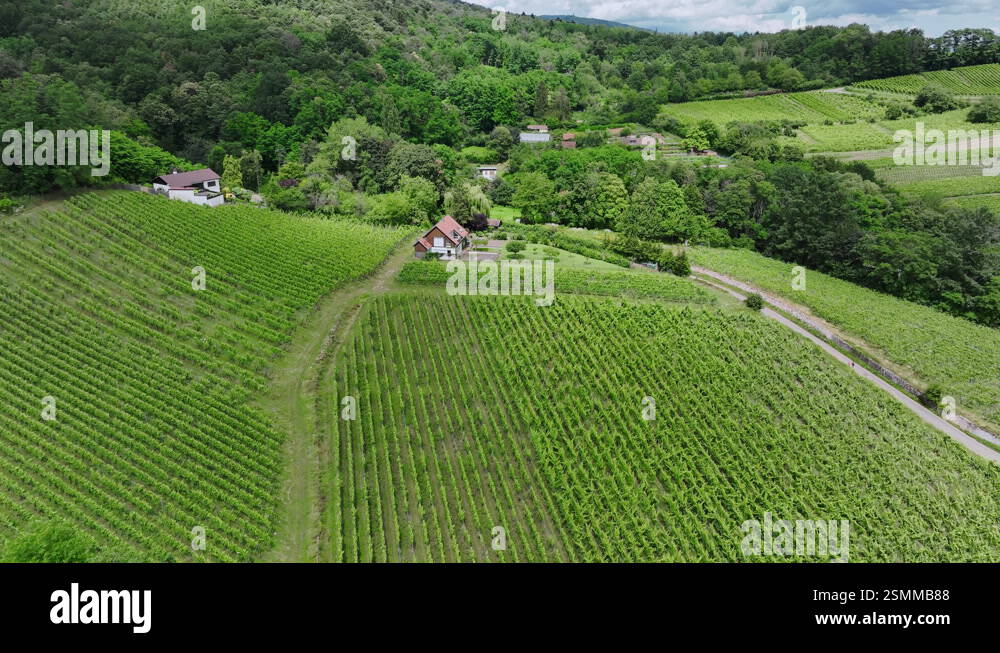 Grape plantations in france nature Stock Videos & Footage - HD and 4K Video Clips - Alamy